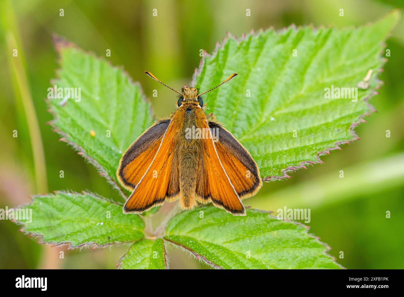 Close-up of small skipper butterfly (Thymelicus sylvestris), England ...