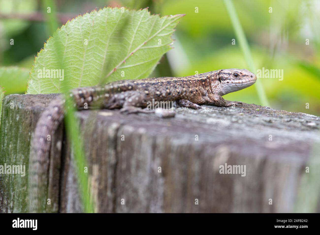 Common lizard also called viviparous lizard (Zootoca vivipara) basking ...