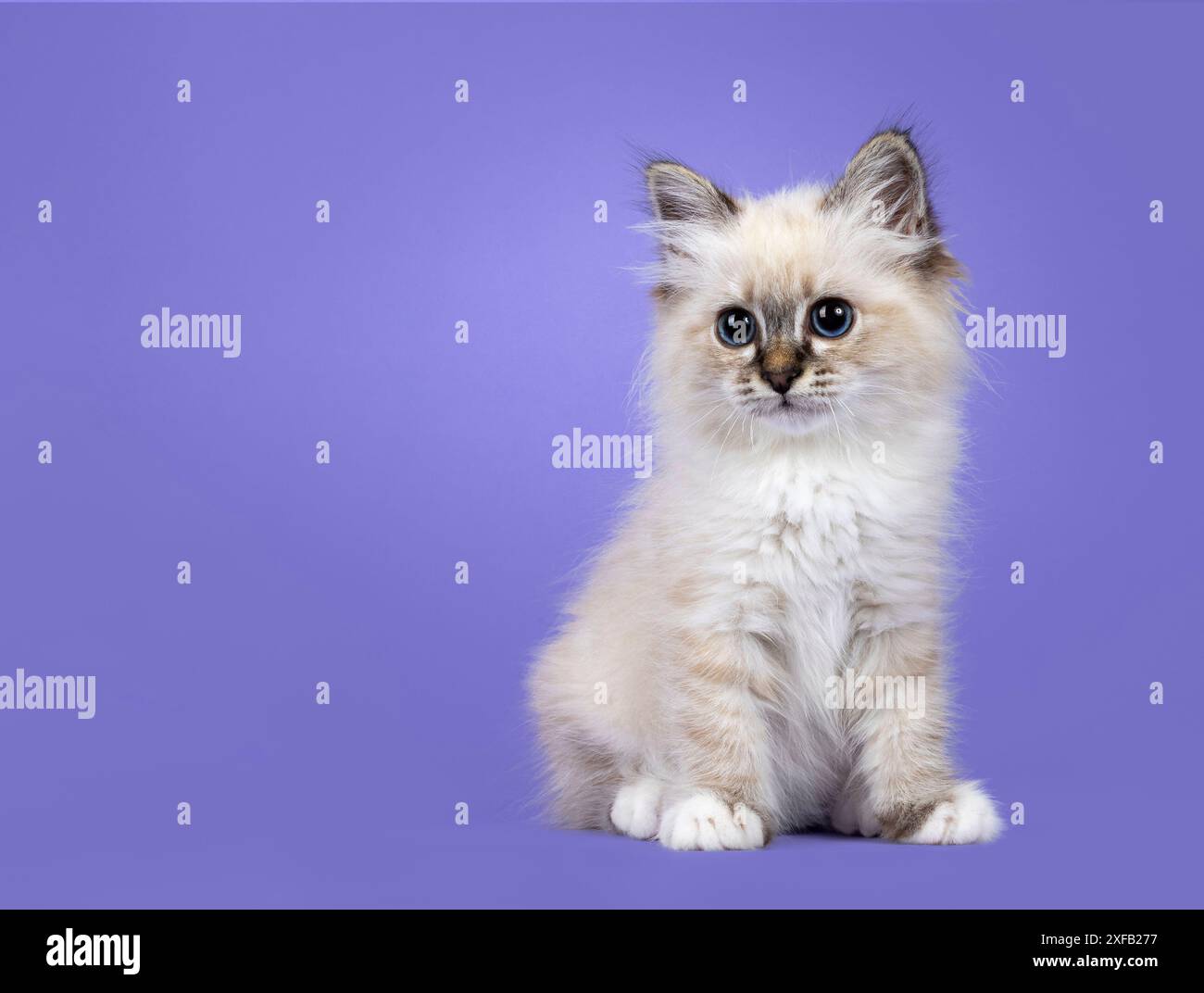 Pur breed hi-res stock photography and images - Alamy