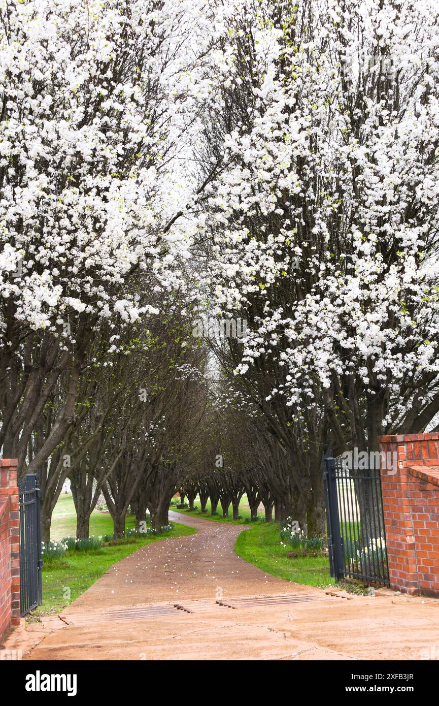 Tunnel of white flowering trees line curving driveway. Red brick ...