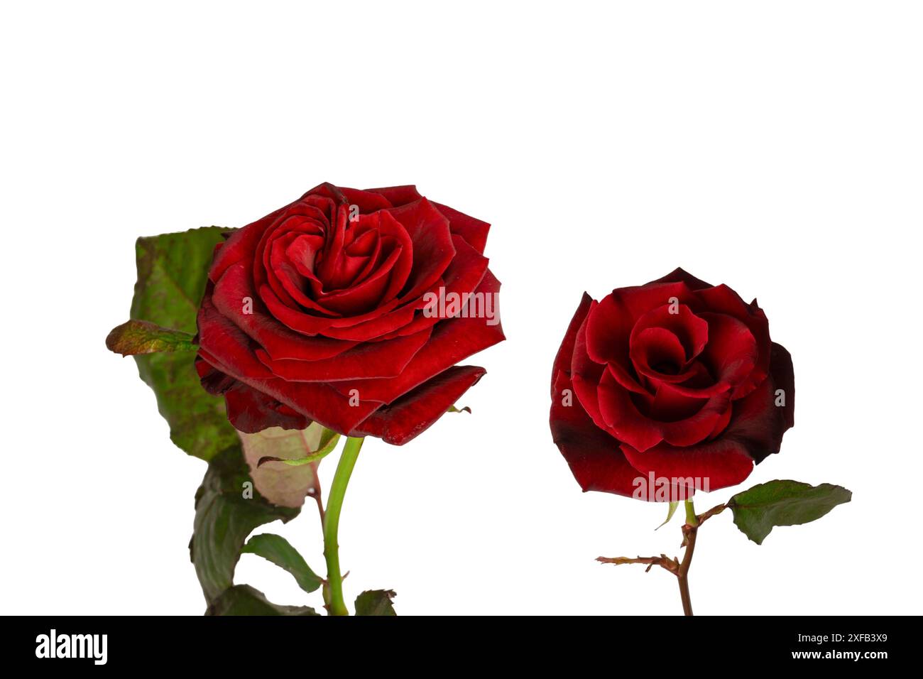 Beautiful red rose blossom hi-res stock photography and images - Alamy