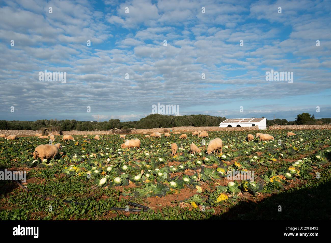 Viaje a menorca hi-res stock photography and images - Alamy