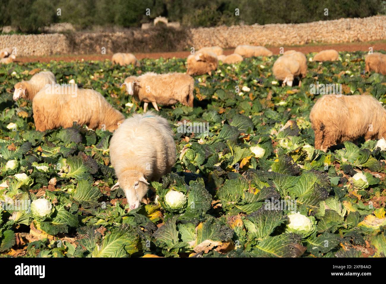 Ganado travel hi-res stock photography and images - Alamy