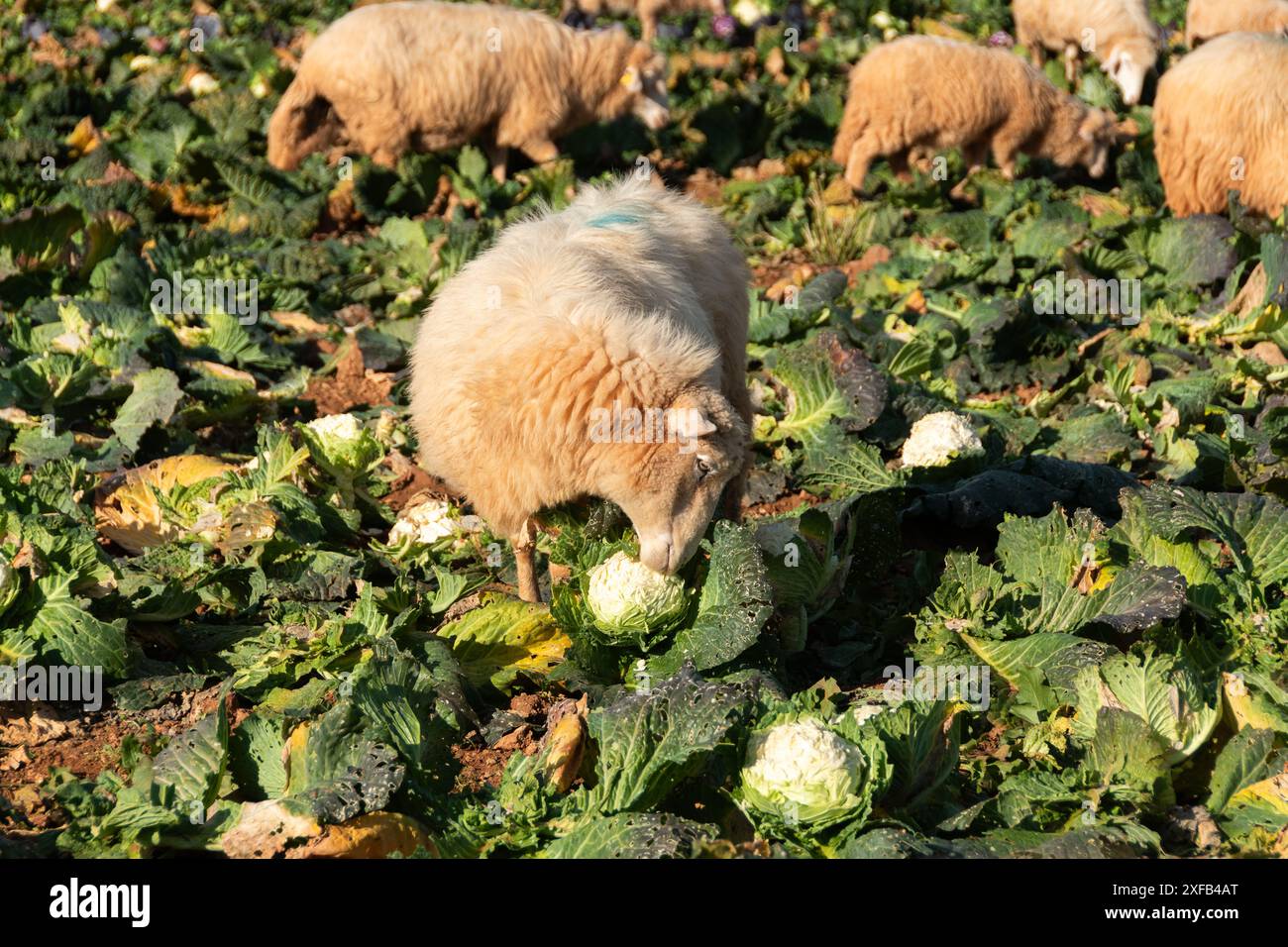Sheep eating cabbage hi-res stock photography and images - Alamy