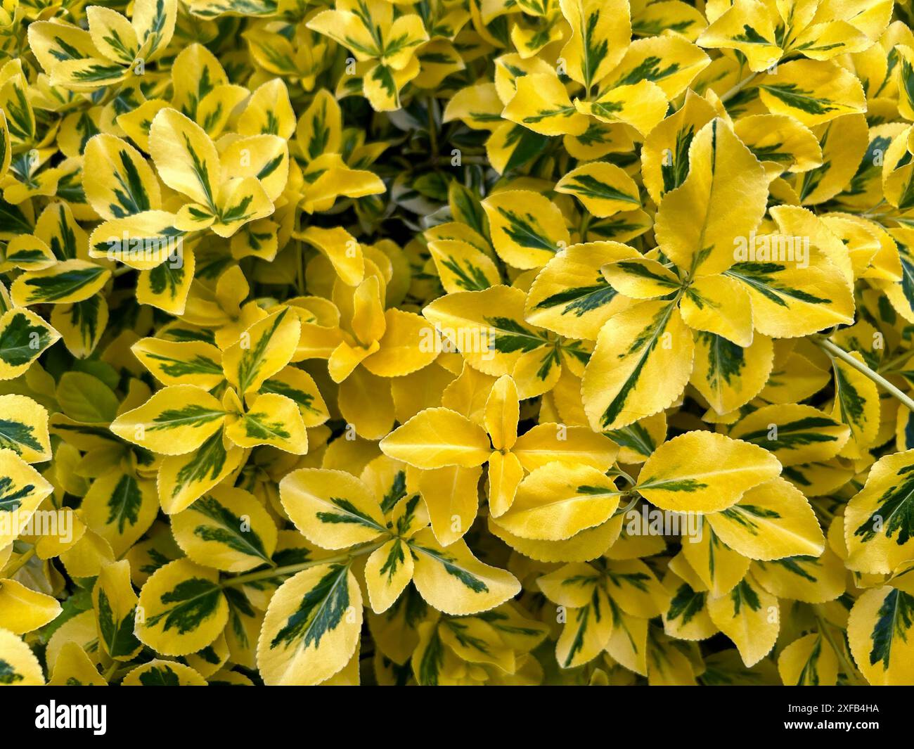 Spindle Euonymus fortunei or Emerald 'n' Gold Stock Photo - Alamy