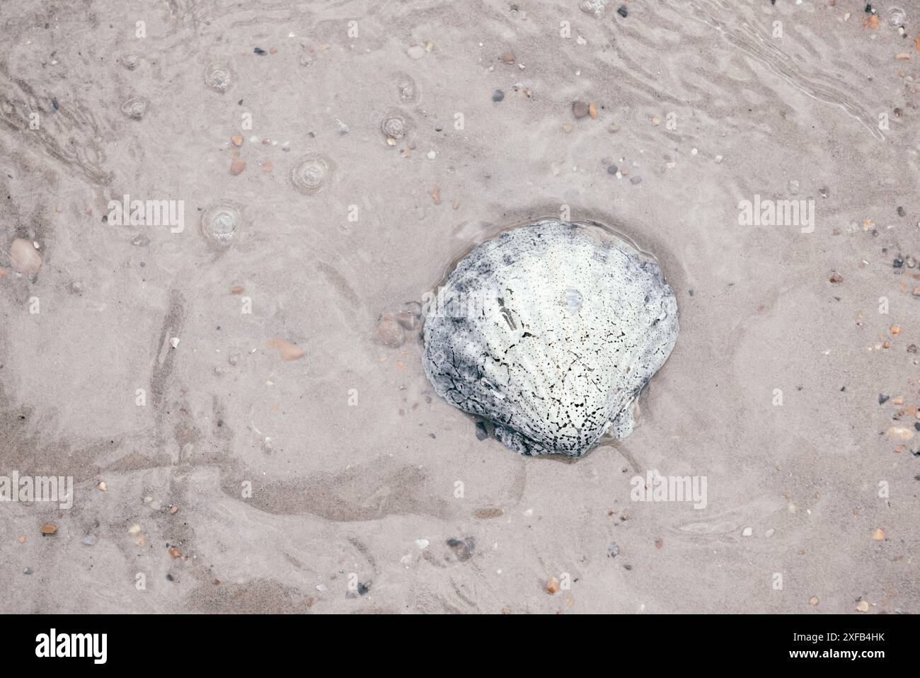 Calcified scallop shell with holes caused by boring sponge Stock Photo ...