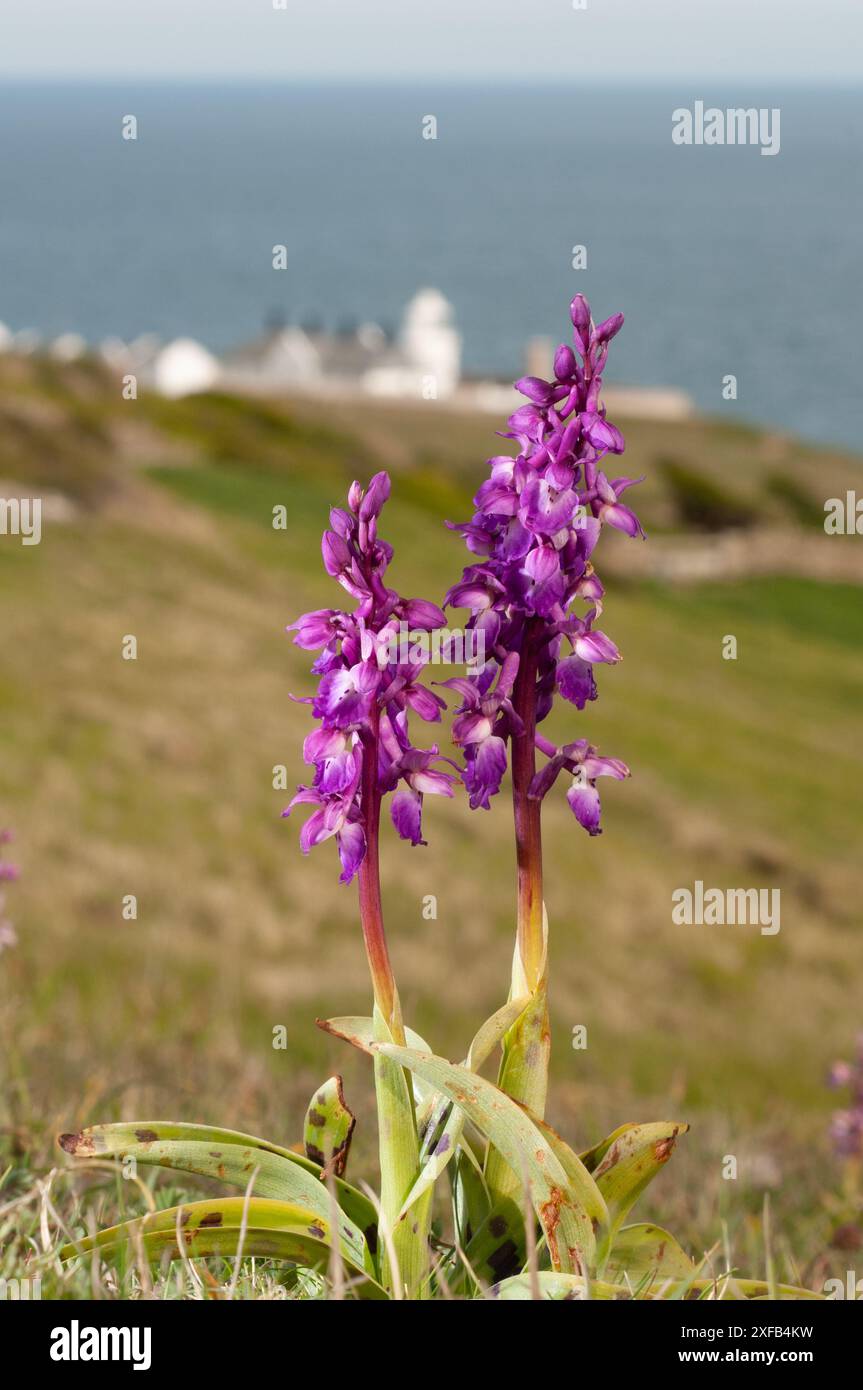 Early puurple orchid orchis mascula hi-res stock photography and images ...