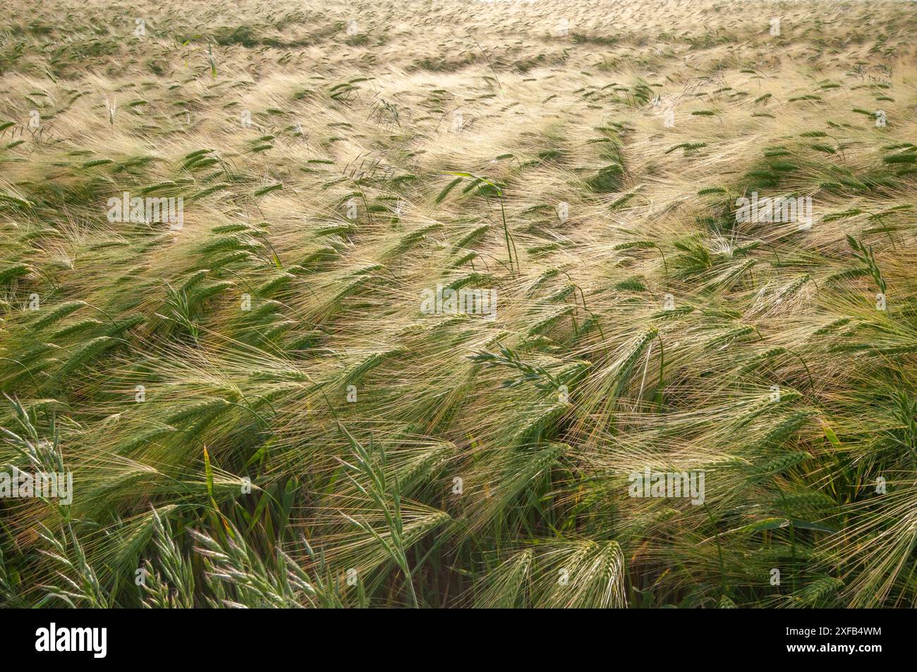 A field of wild wind blown grass in the late summer sun Stock Photo - Alamy