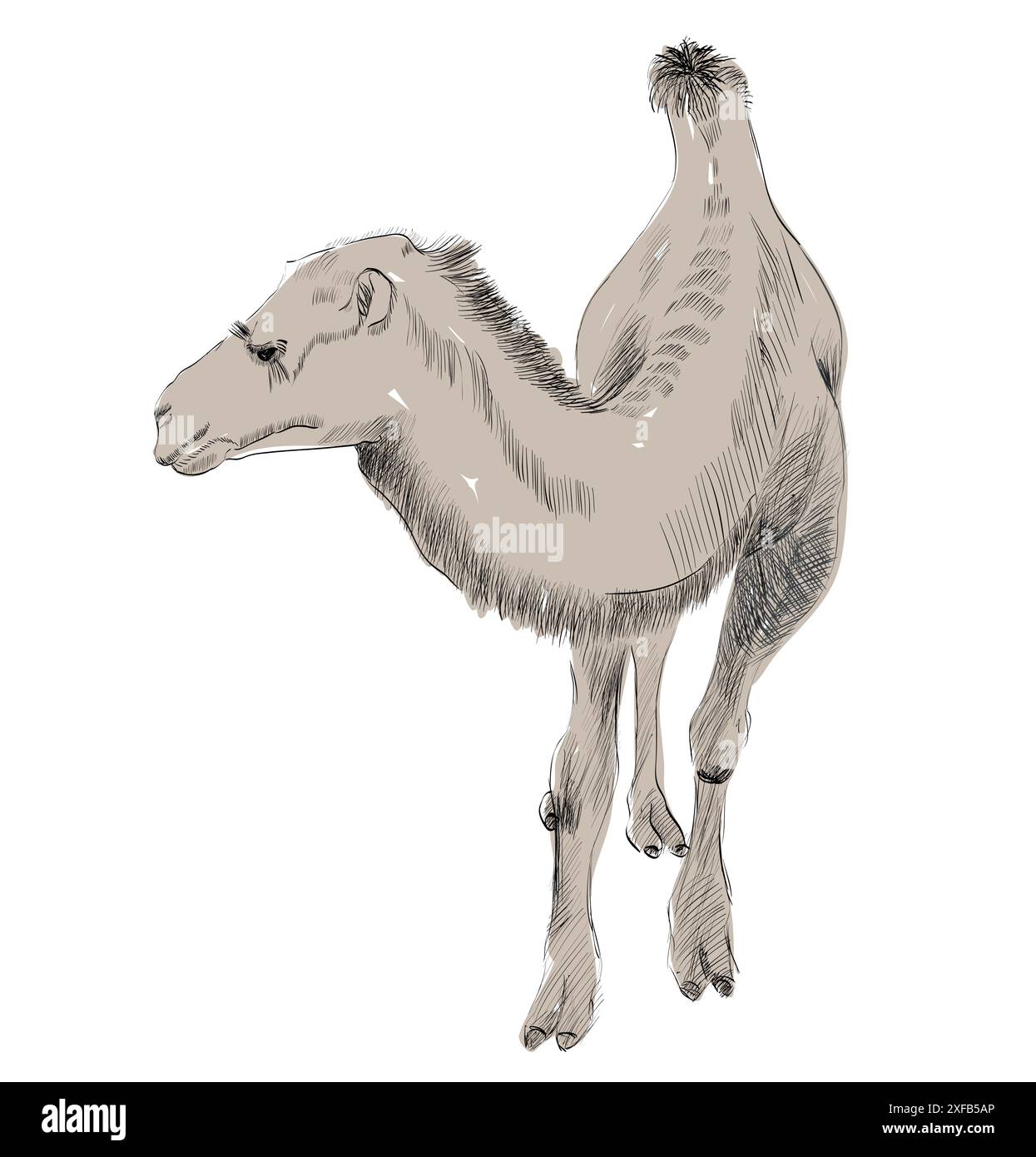 sketch of Bactrian camel on white background Stock Vector Image & Art ...