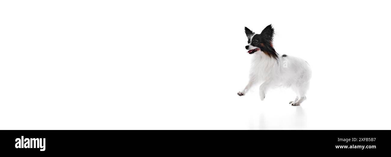 Happy, smiling little pet, adorable purebred Papillon dog running with ...