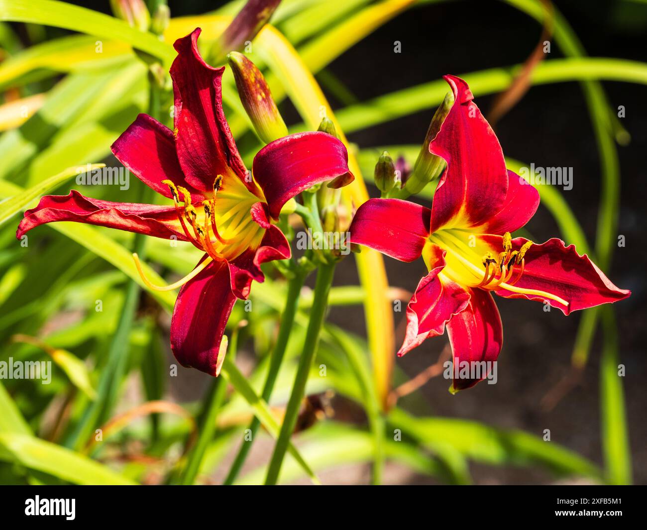 Yellow centred red trumpet flowers of the summer blooming perennial ...