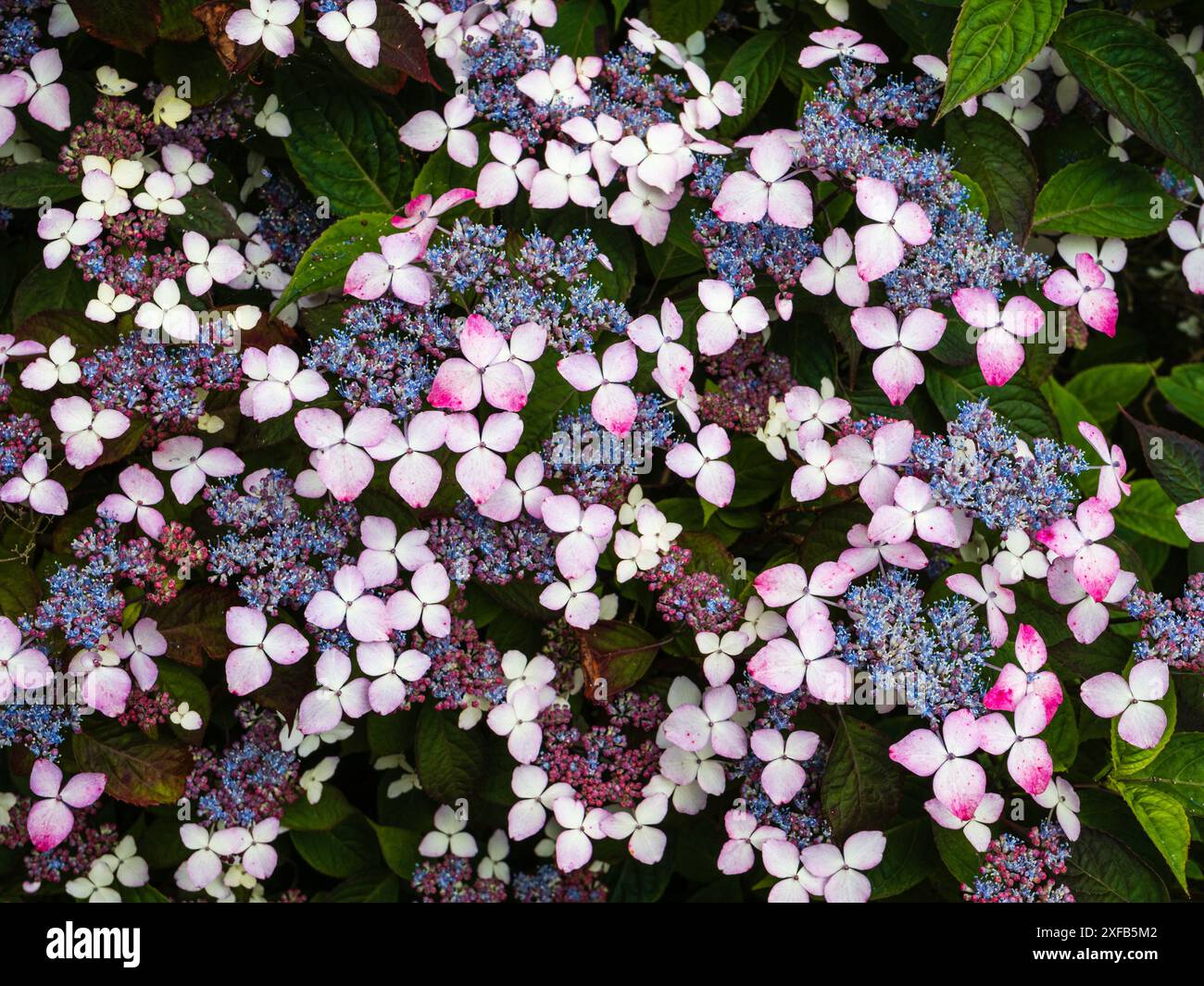 Lacecap flowerheads of the summer blooming hady deciduous mountain ...