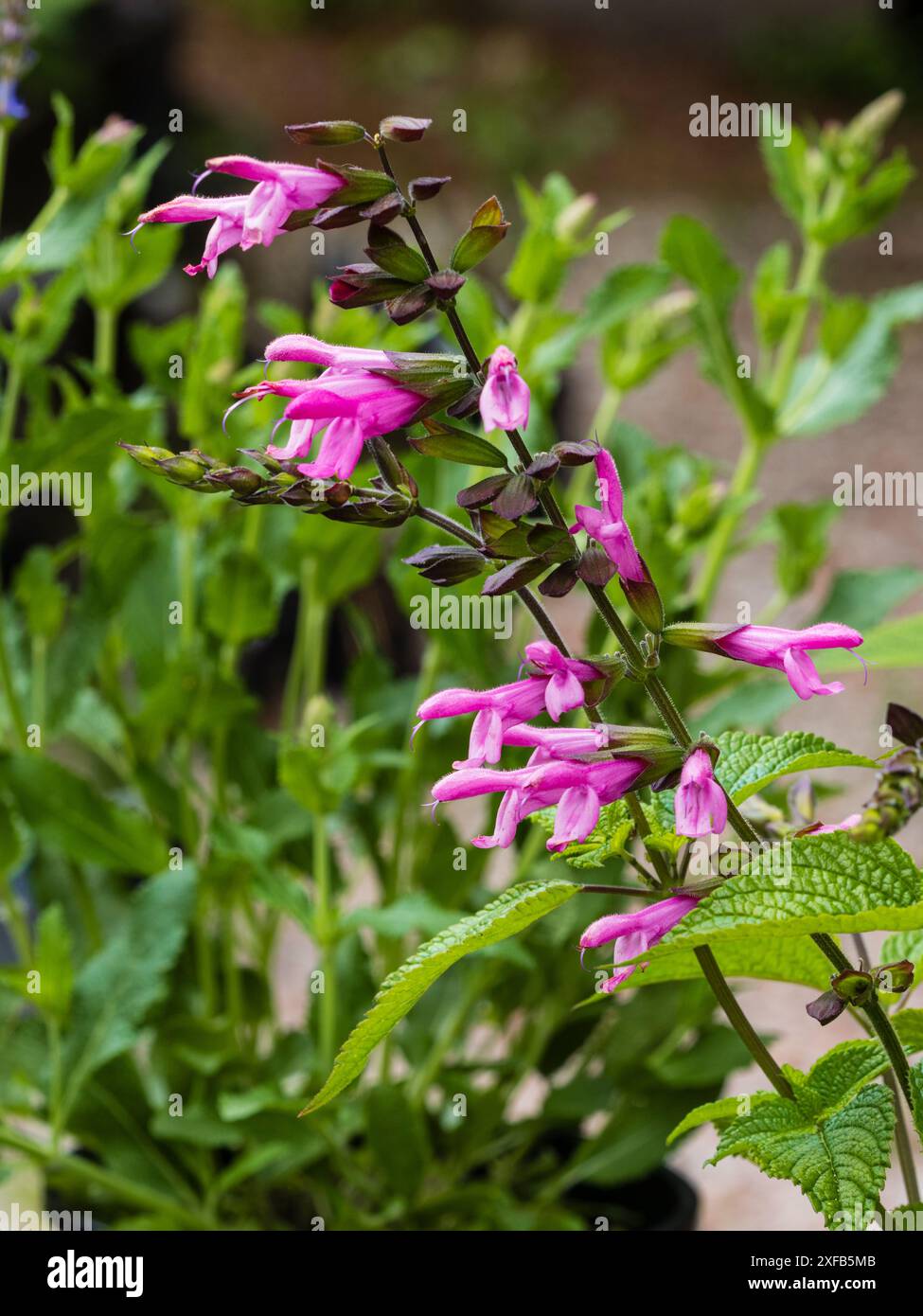 Pink salvia amistad hi-res stock photography and images - Alamy