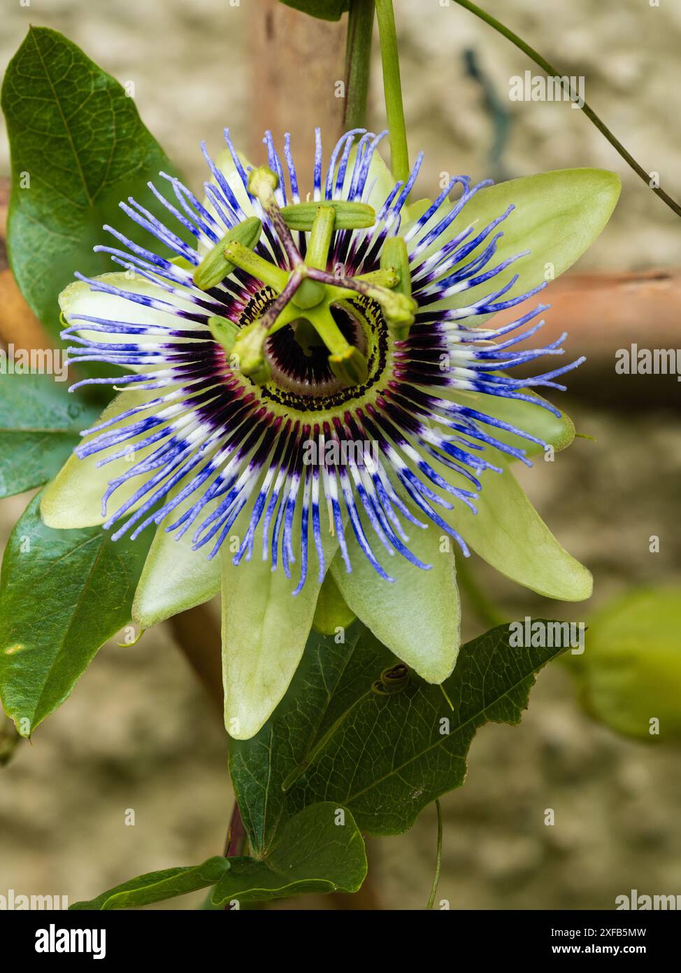 Green tinged blue flower of the half-hardy to hardy tendril climbing ...