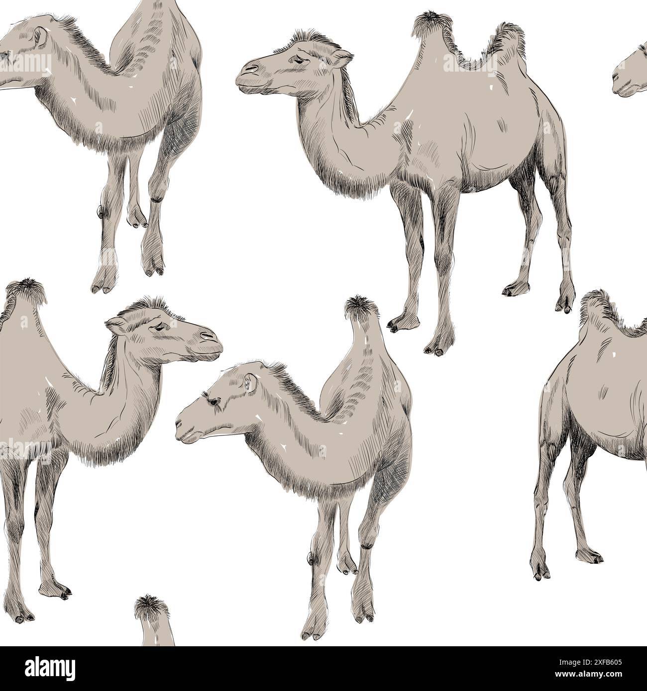 sketch of Bactrian camel on white background Stock Vector Image & Art ...