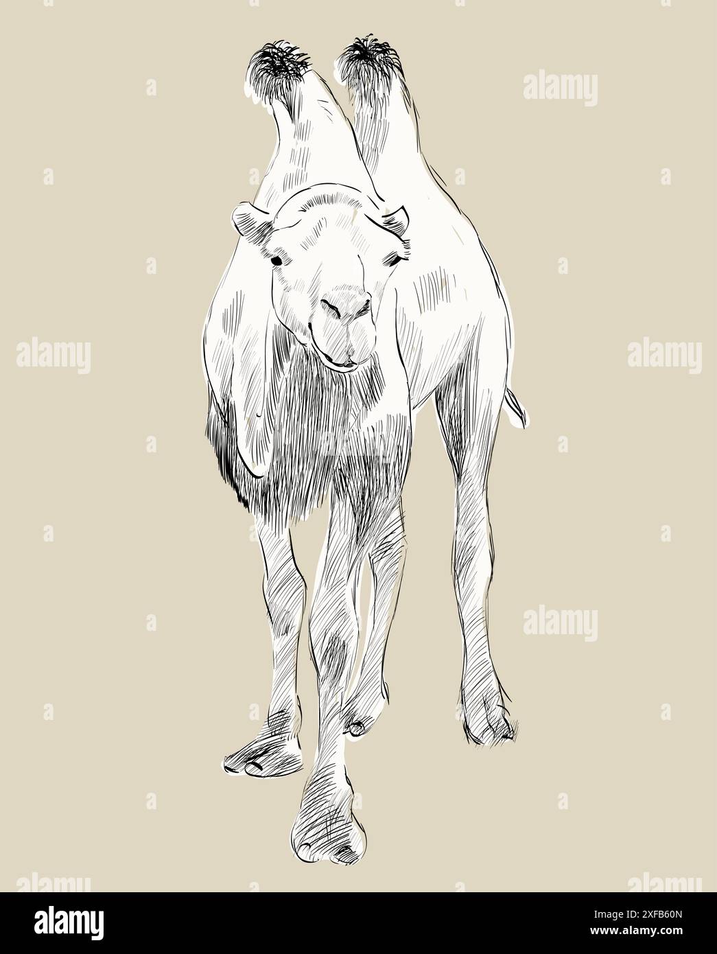 sketch of Bactrian camel on beige background Stock Vector Image & Art ...