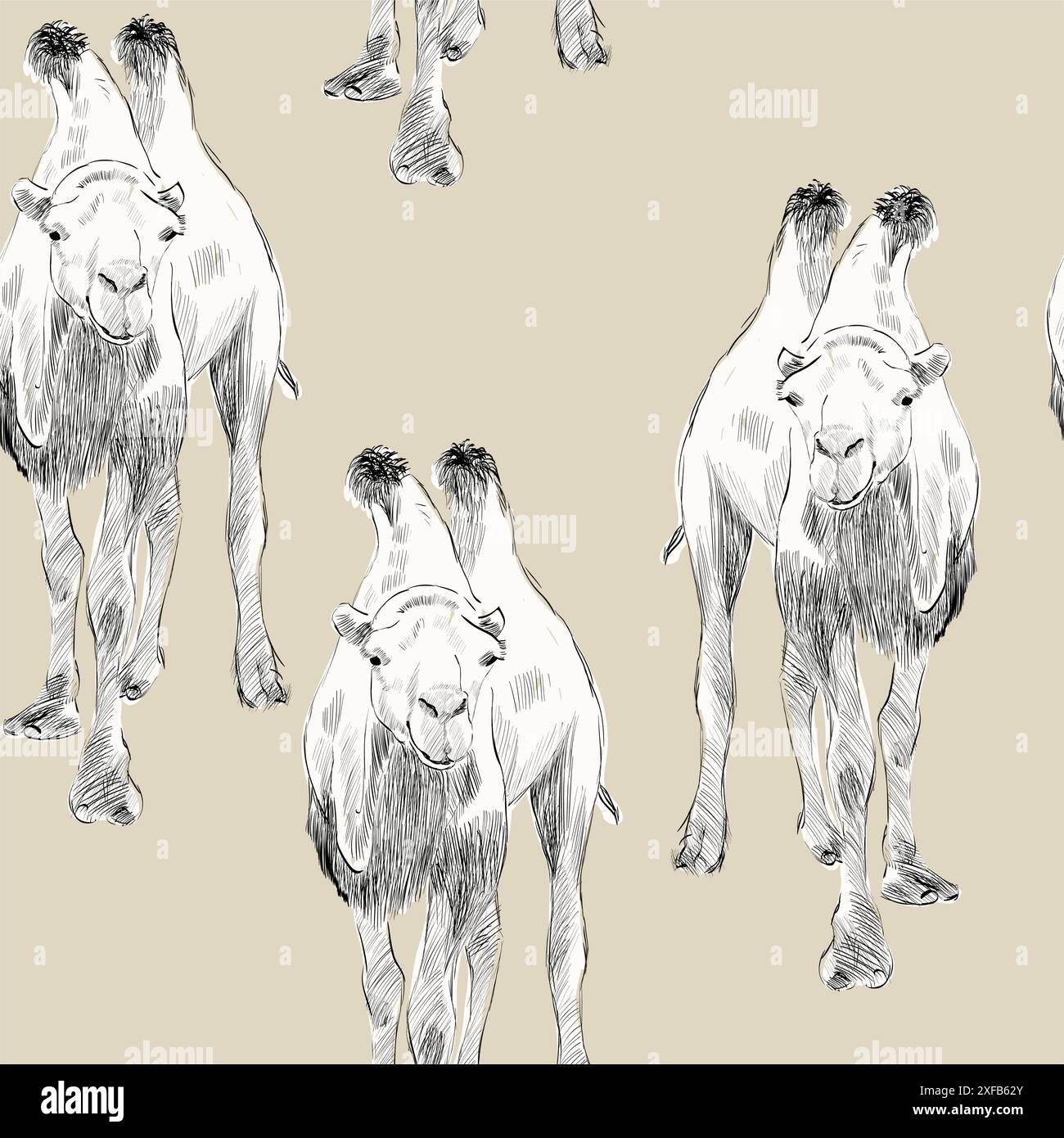 sketch of Bactrian camel on beige background Stock Vector Image & Art ...
