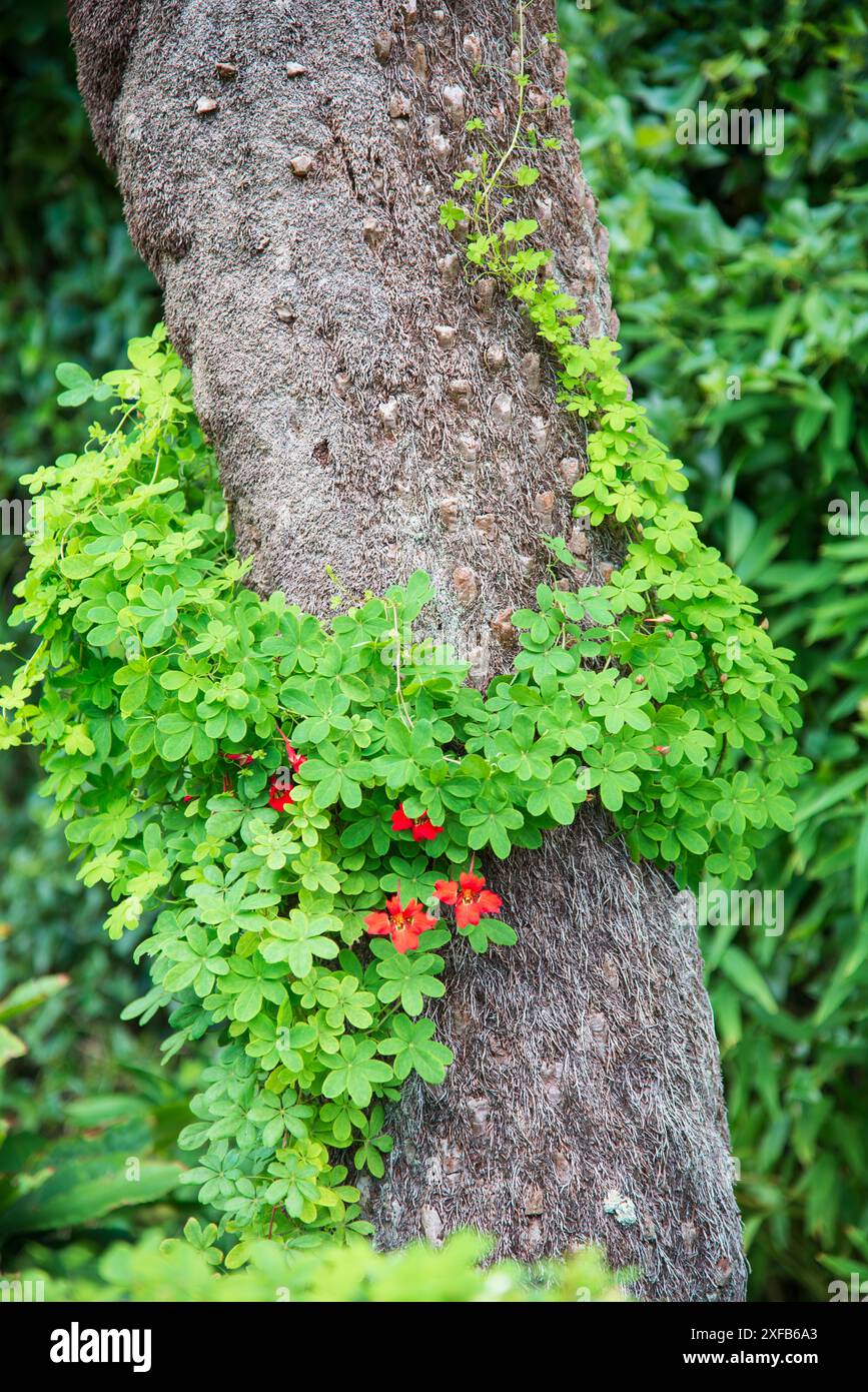 Flame Flower (Tropaeolum speciosum) growing up the trunk of a Palm Tree ...