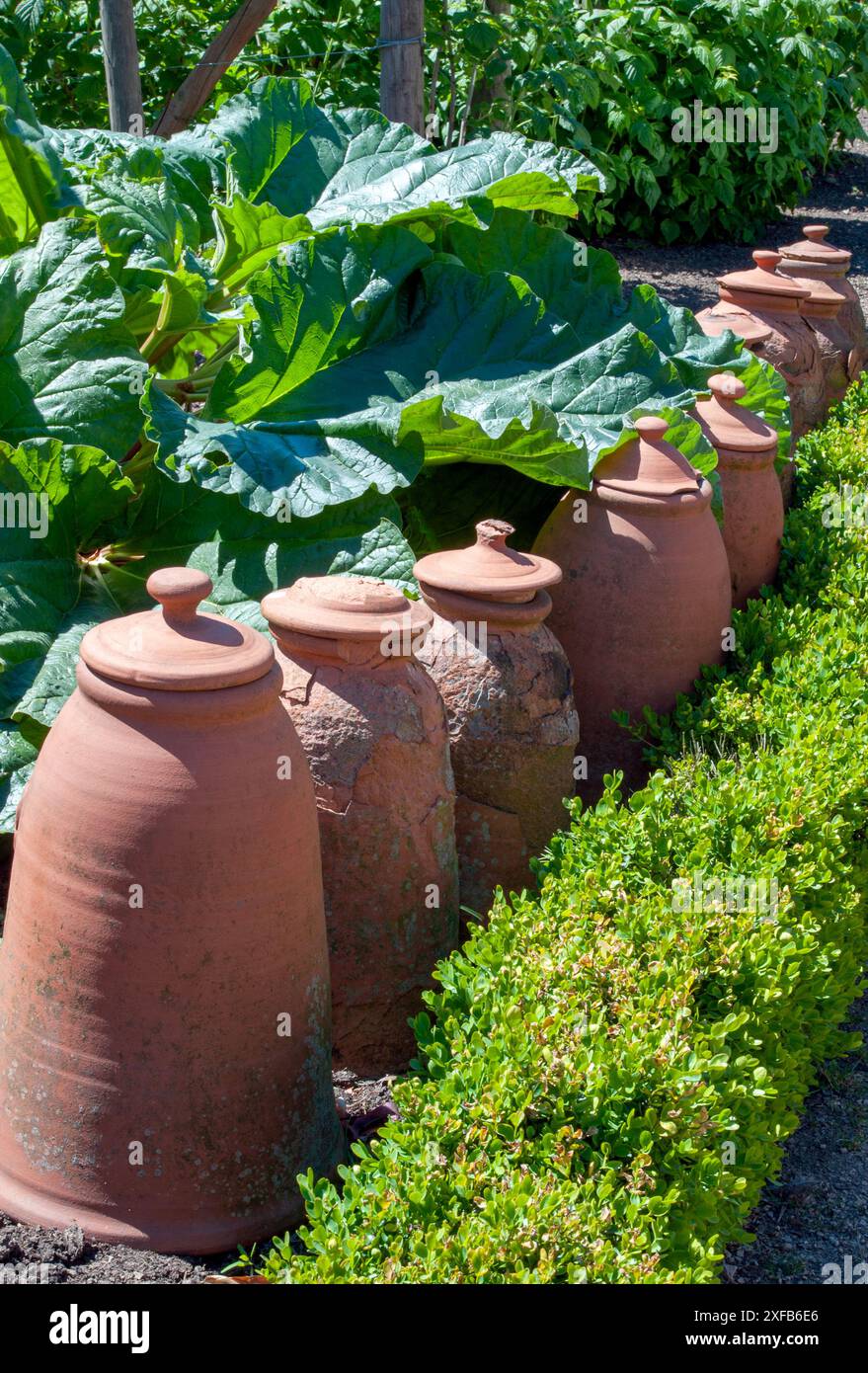 A row of Terracotta rhubarb forcers in a walled garden Stock Photo - Alamy