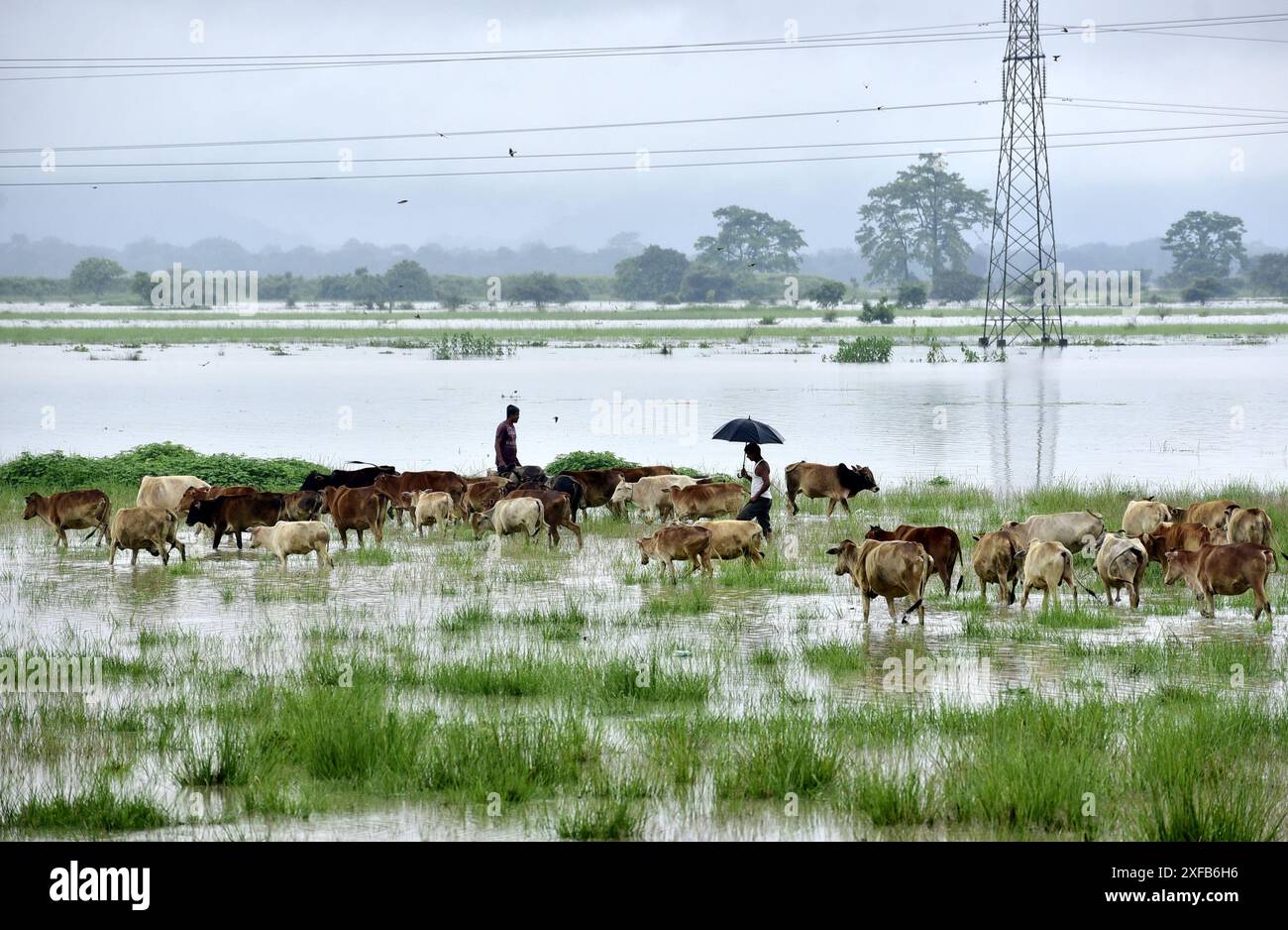 Guwahati, Guwahati, India. 2nd July, 2024. Cows wades through the flood ...