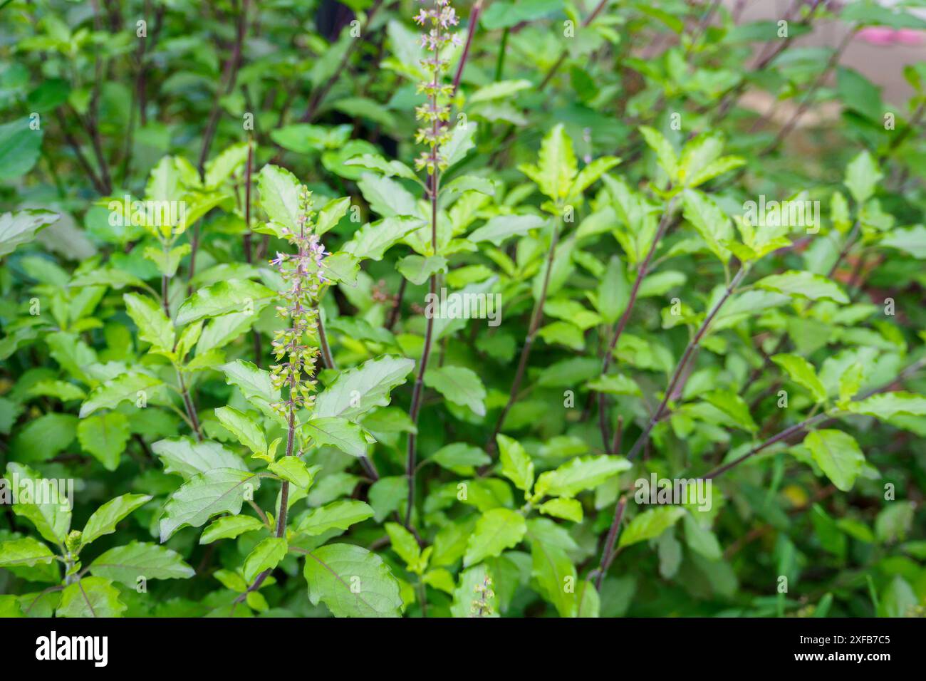 Holy basil or Sacred basil in organic garden Stock Photo - Alamy