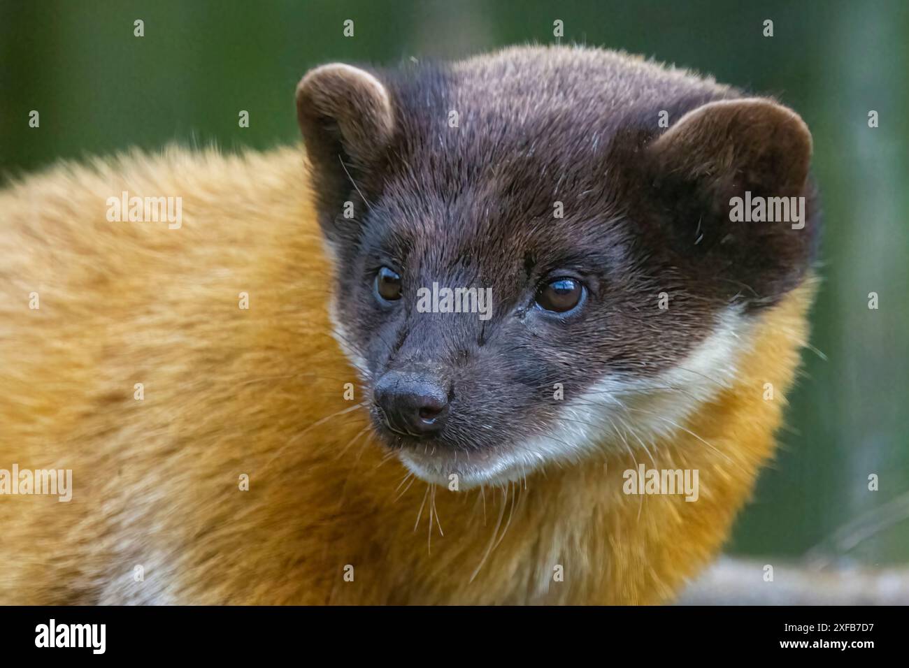 Yellow throated marten Stock Photo - Alamy