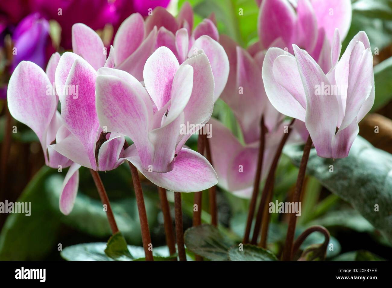 Perennial greenhouse plants hi-res stock photography and images - Alamy