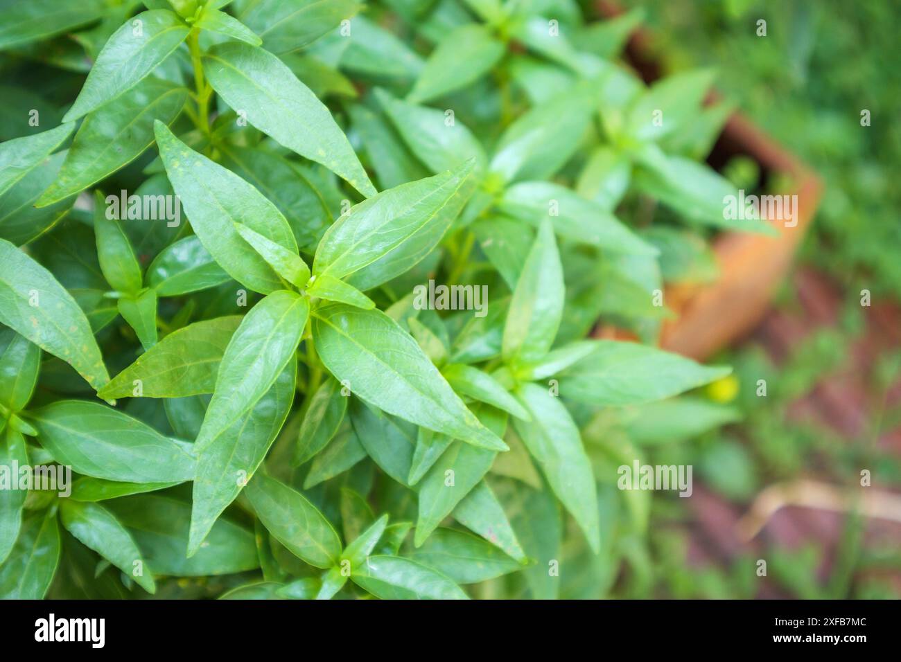 close up Andrographis paniculata plant leaves Ayurveda herbal medicine ...