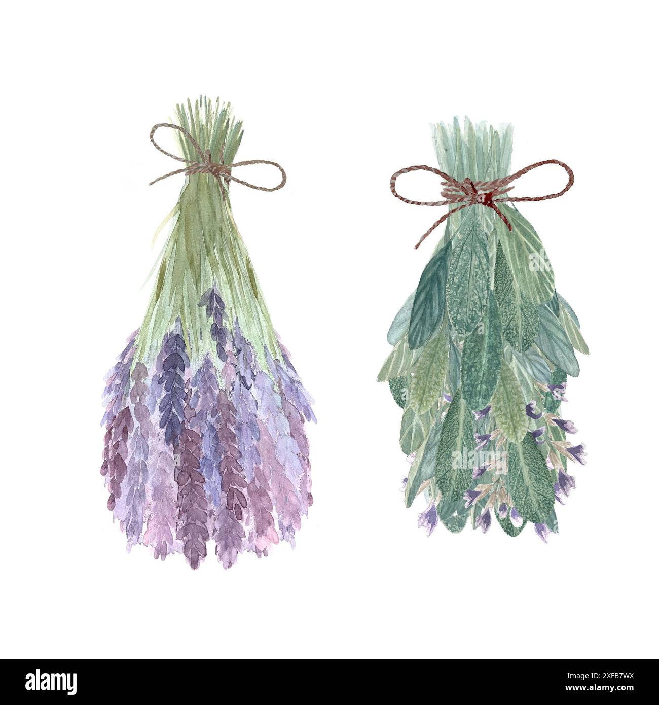 A bunch of sage and lavender watercolor illustration isolated on white ...