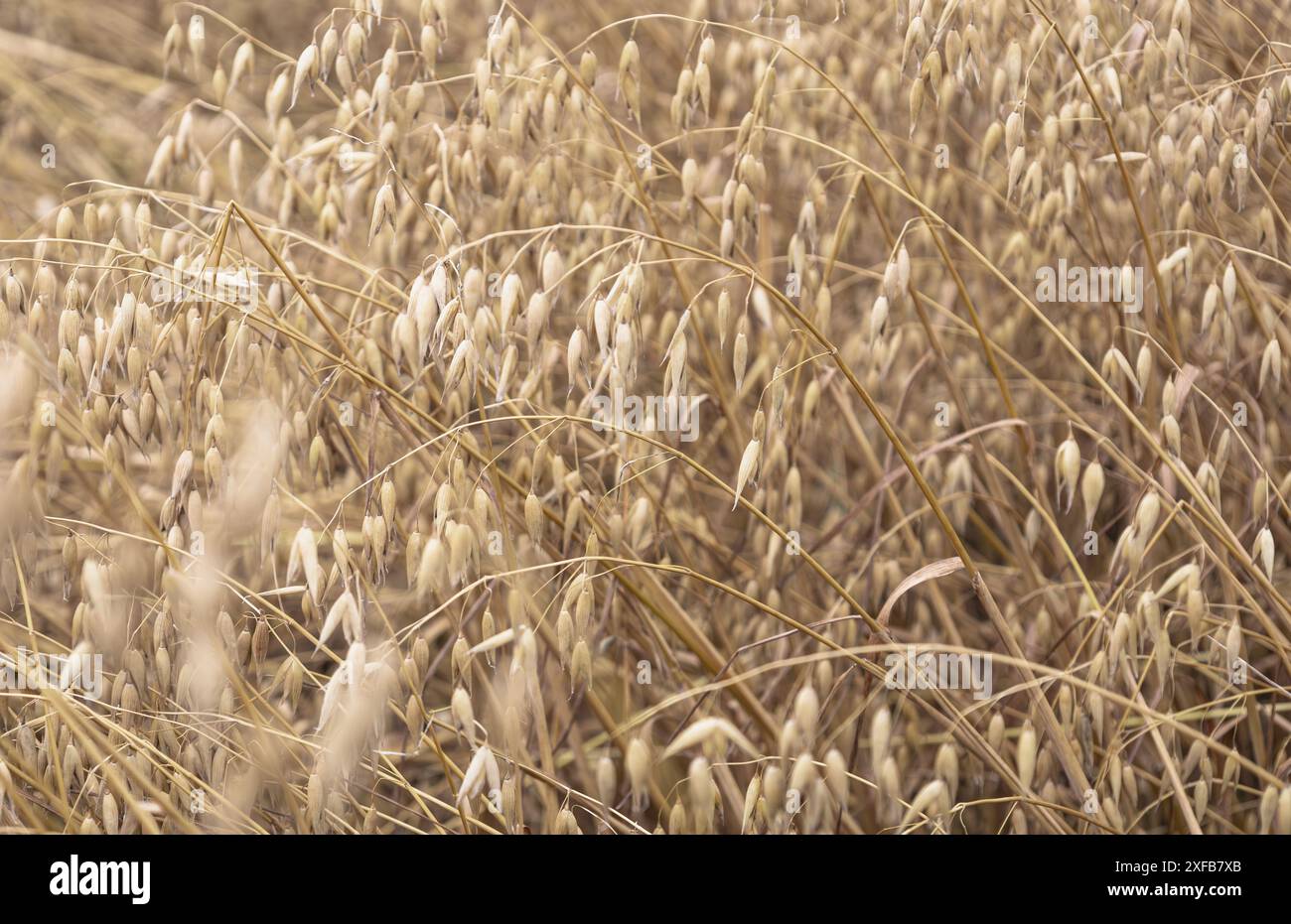 Cultivated oat common oat avena hi-res stock photography and images - Alamy