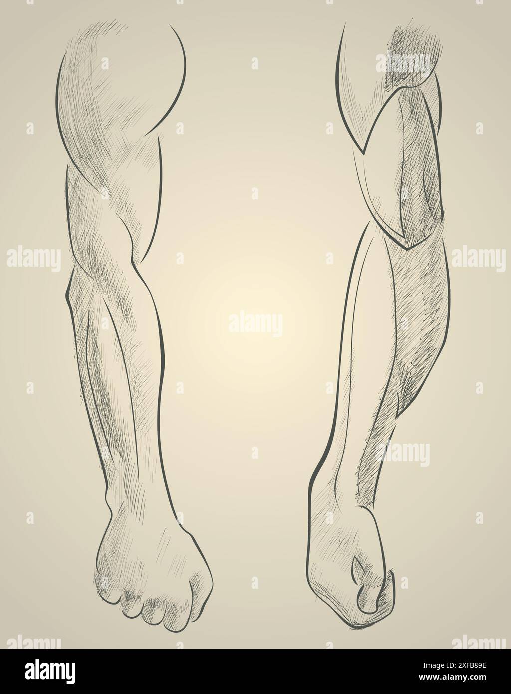 Anatomy man arms up illustration hi-res stock photography and images ...