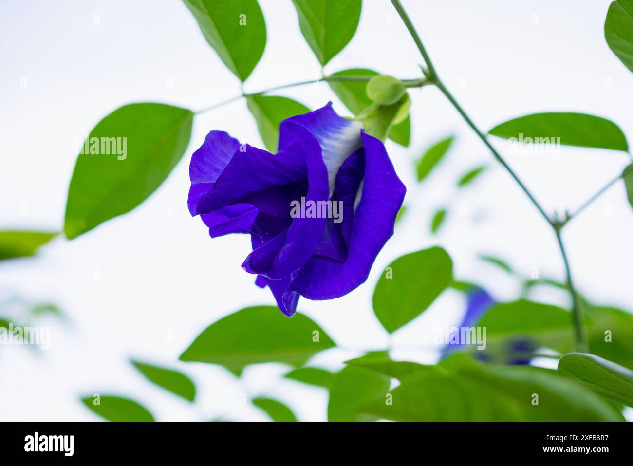 Butterfly pea Clitoria ternatea blue flower closeup Stock Photo - Alamy