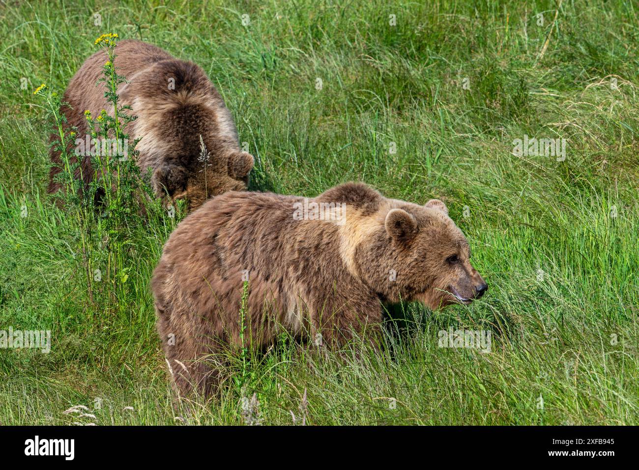 Two European brown bears (Ursus arctos) foraging in grassland Stock Photo - Alamy