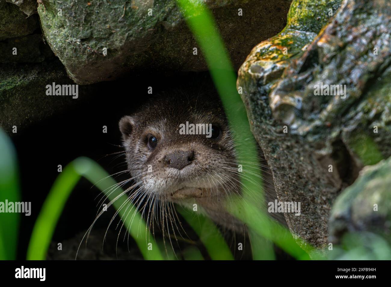 Curious Eurasian otter / European river otter (Lutra lutra) close-up ...