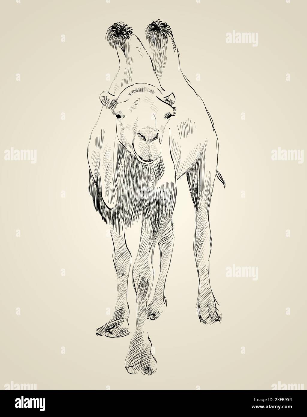 sketch of Bactrian camel on white background Stock Vector Image & Art ...