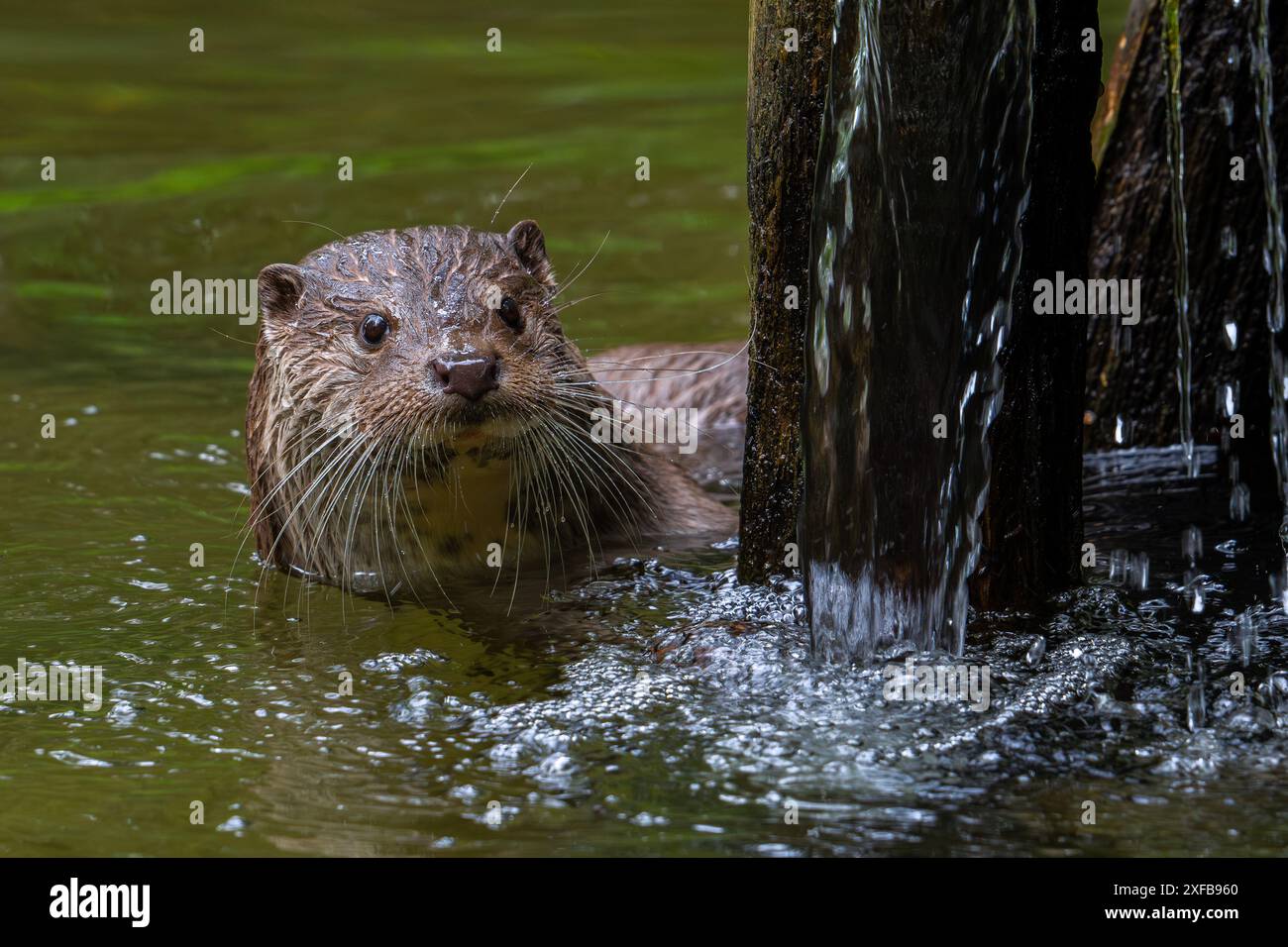 Eurasian otter / European river otter (Lutra lutra) close-up portrait ...