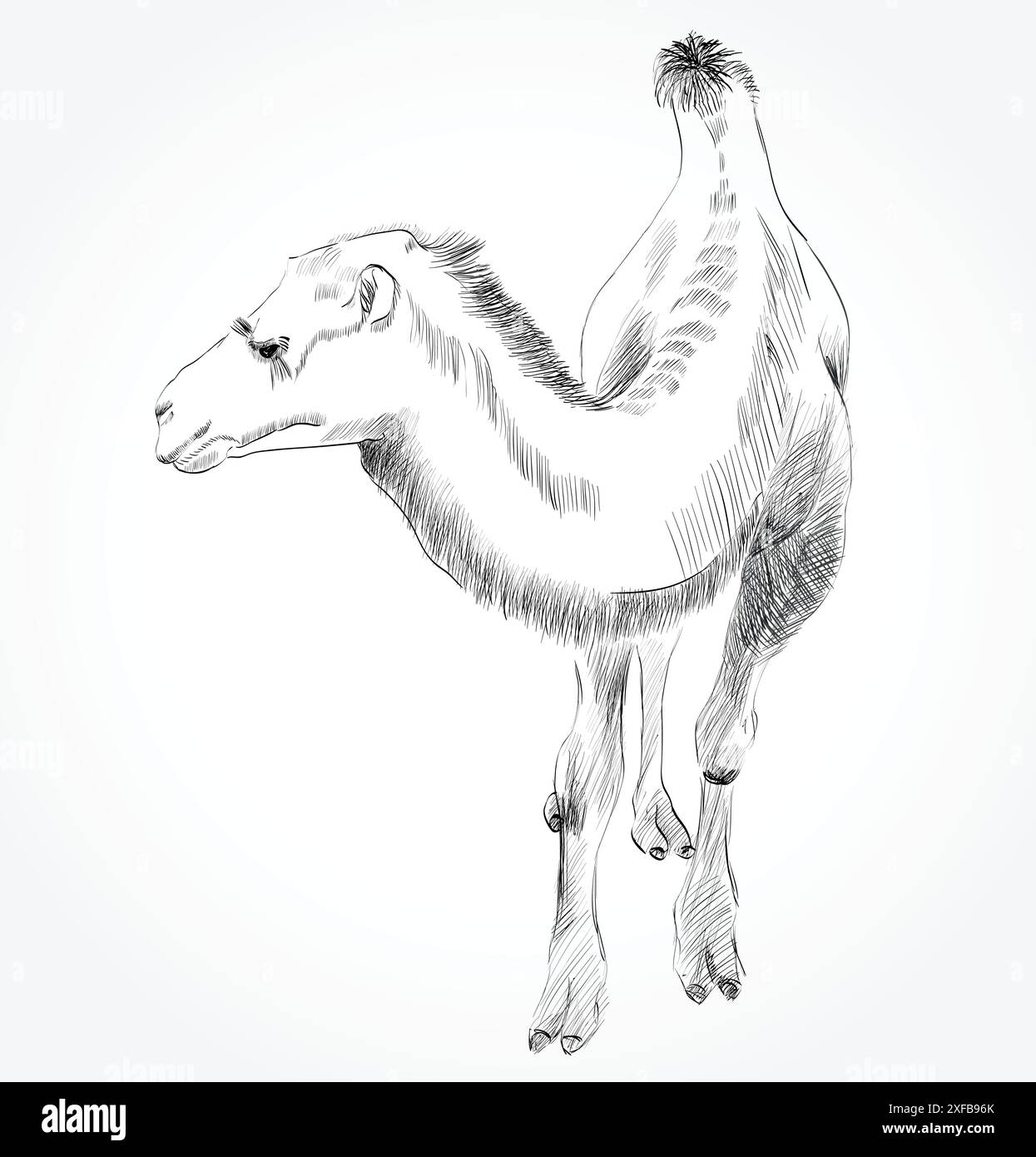 sketch of Bactrian camel on white background Stock Vector Image & Art ...