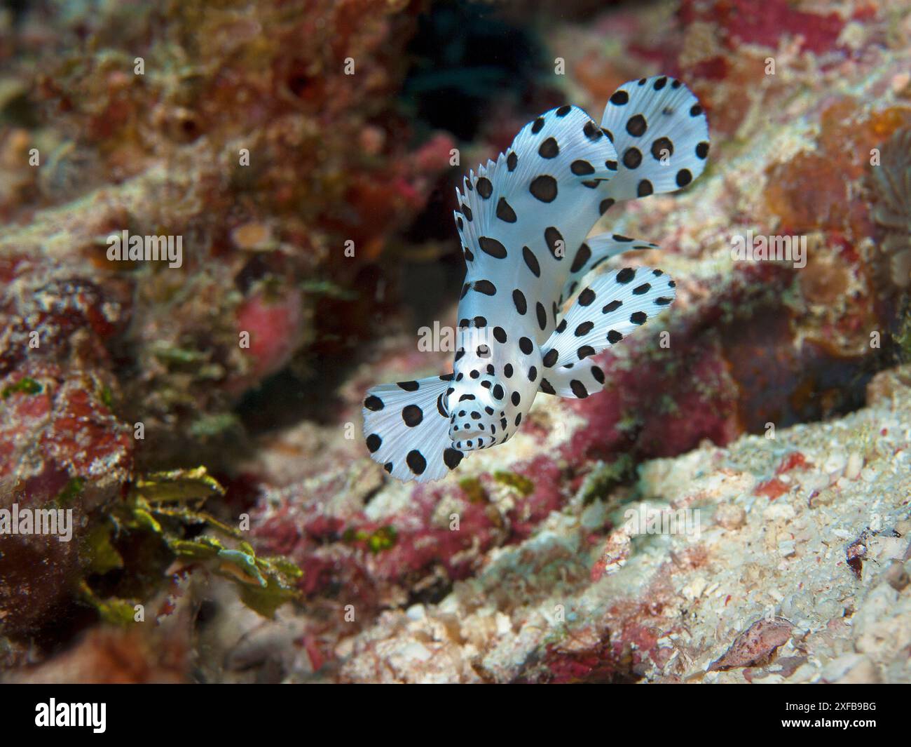 Juvenile fish are always on the move. Underwater photo of a young ...