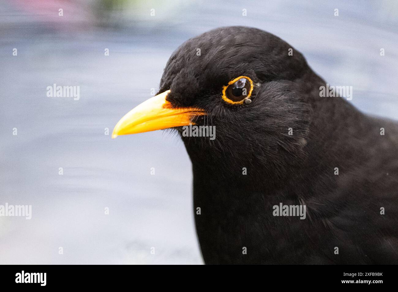 Tick garden bird hi-res stock photography and images - Alamy