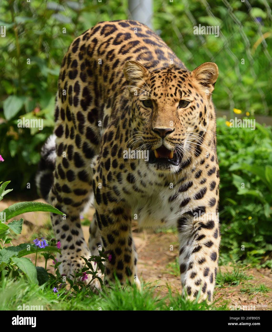 Male leopards hi-res stock photography and images - Alamy