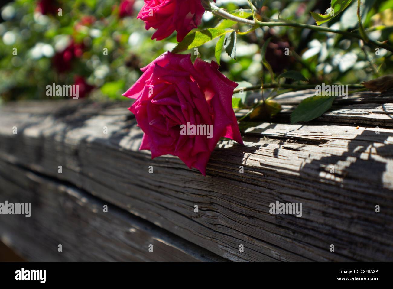 Crimson scarlet hybrid tea flowers hi-res stock photography and images ...