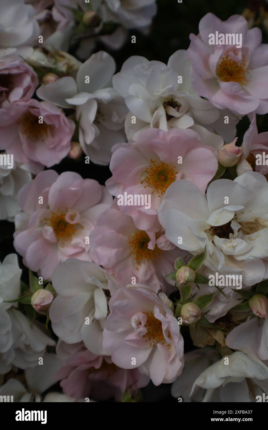 Flush of lady of the dawn hi-res stock photography and images - Alamy