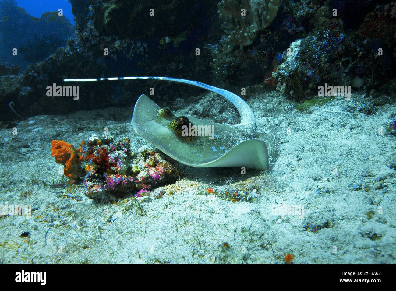 This ray (Neotrygon vali, Blue-spotted maskray) feels disturbed and rises from the sandy bottom ...