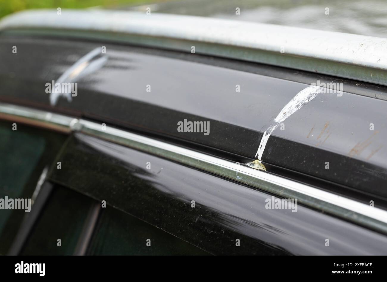 Bird droppings on the paintwork of a gray car. Concept of paint ...