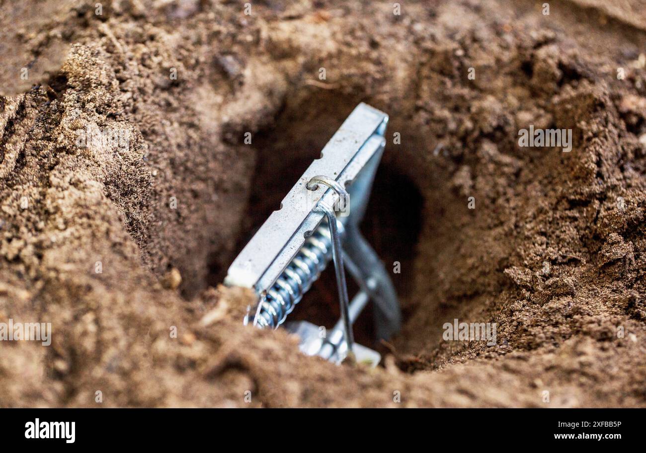 Installing a mole trap in a garden plot in a mole hole Stock Photo - Alamy