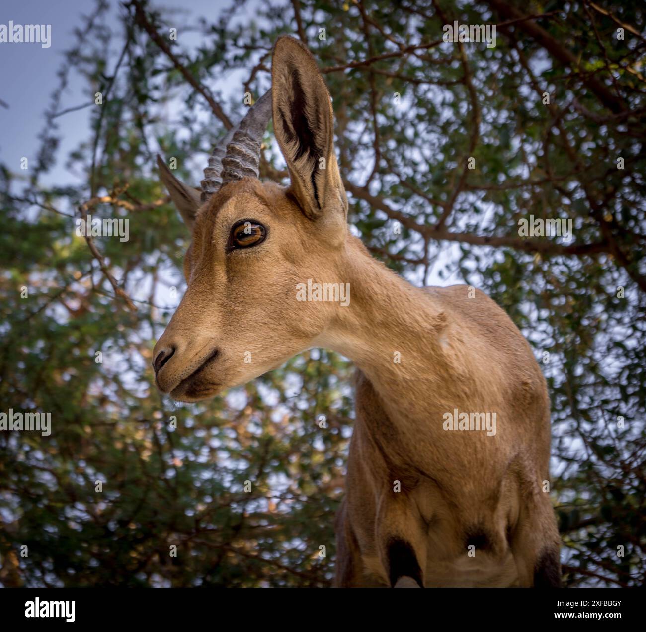 The desert mountain goat (yael or Nubian Ibex) in Ein Gedi national ...