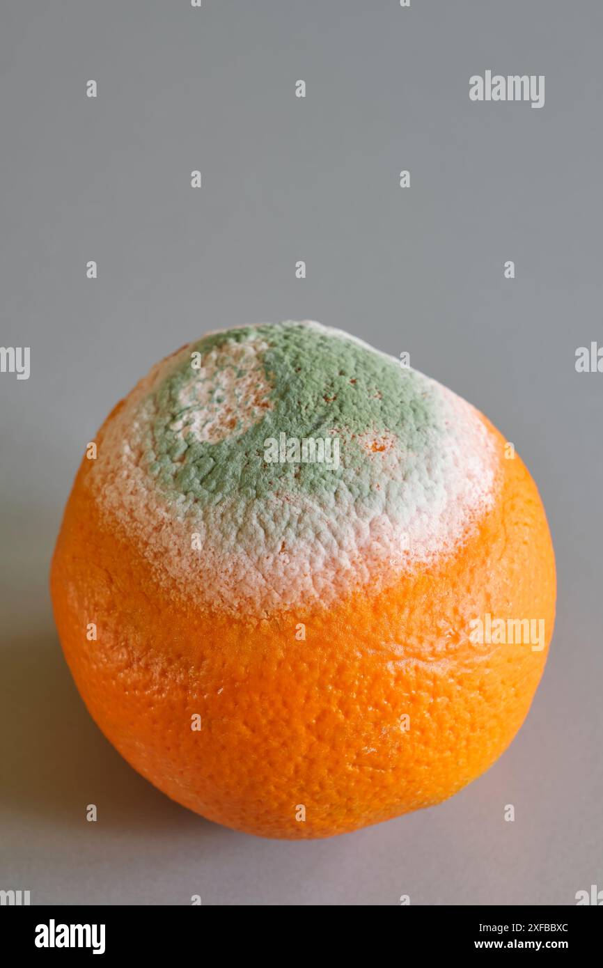 One orange with green and white mold on a gray surface. Image with copy ...