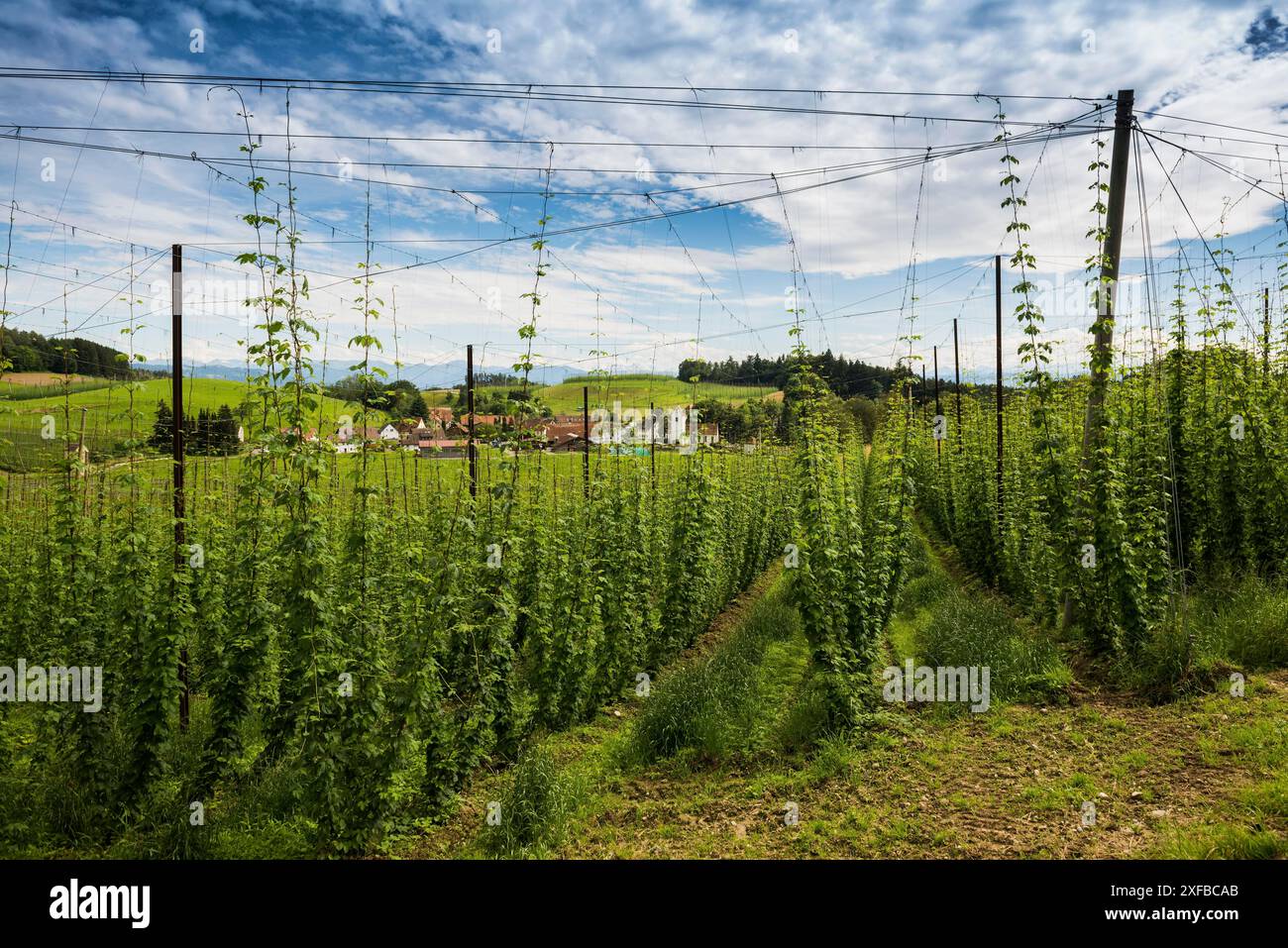 Village and hop gardens, hop growing, hop plantation, Neukirch, near ...