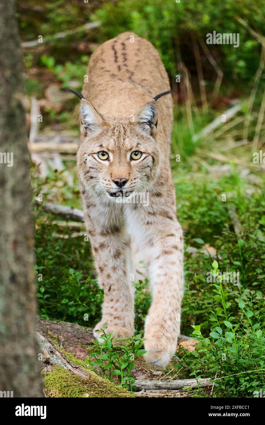 Eurasian lynx (Lynx lynx), walking in a forest, Bavaria, Germany Stock ...