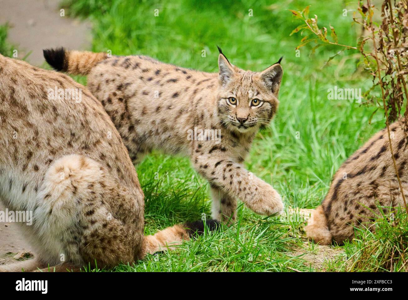 Eurasian lynx (Lynx lynx) cub, standing on a meadow, Bavaria, Germany ...